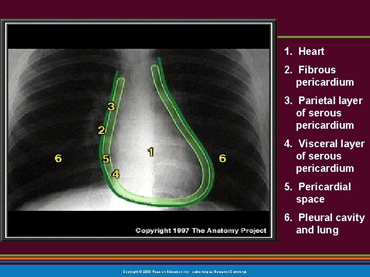 Cardiovascular System A closed system of the heart