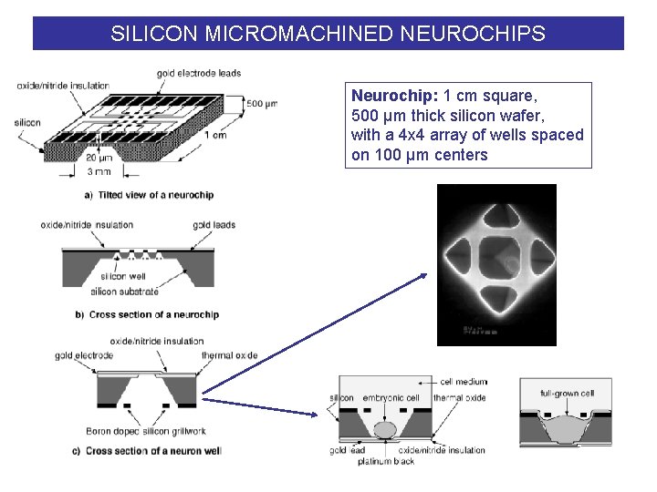 BIOMEMS DEVICES TO MONITOR NEURAL ELECTRICAL CIRCUITRY Andres