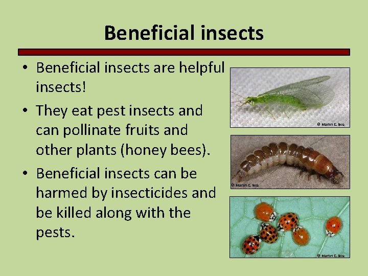 Environmental Degradation and Pesticides Outline Importance of our