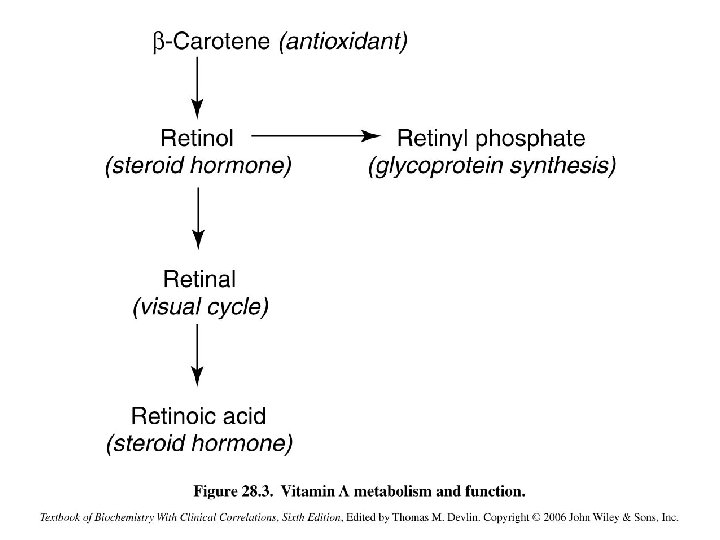 Vitamin A Visual Cycle Central Nervous System Block