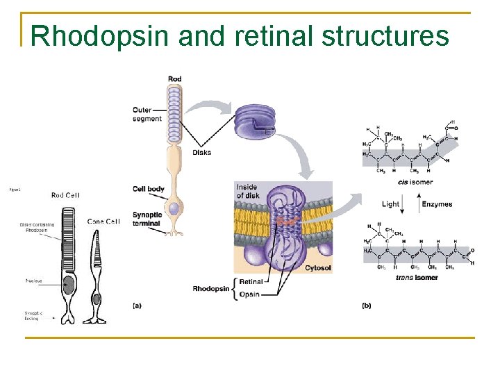 Vitamin A Visual Cycle Central Nervous System Block