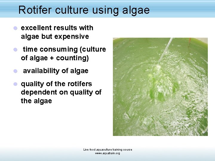 Rotifers their role and production requirements Live food