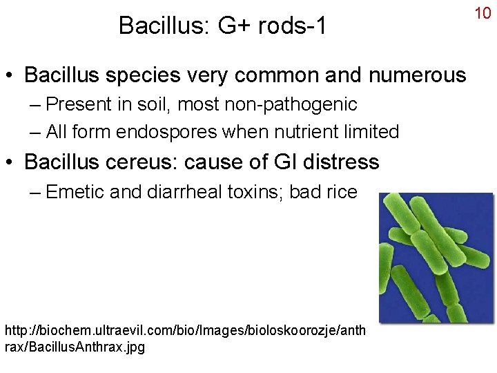 Microbes and diseases what to study1 1 1