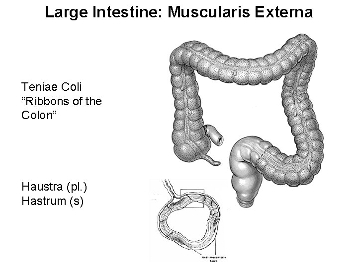 Digestion SI Movement The Ileocecal valve Anatomy of