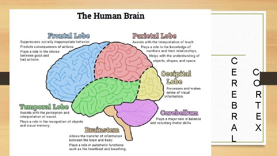 The Brain and Behavior Left and Right Hemisphere
