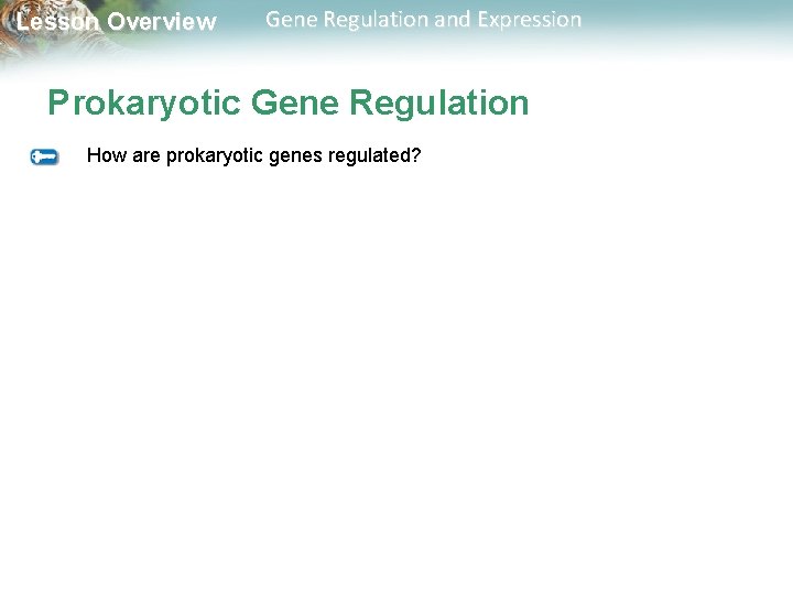 Lesson Overview Gene Regulation and Expression Lesson Overview