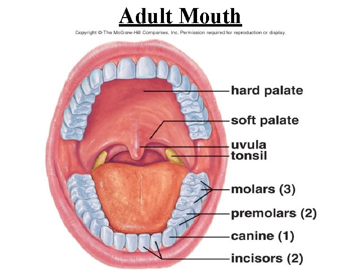 DIGESTION the breakdown of food into simpler substances