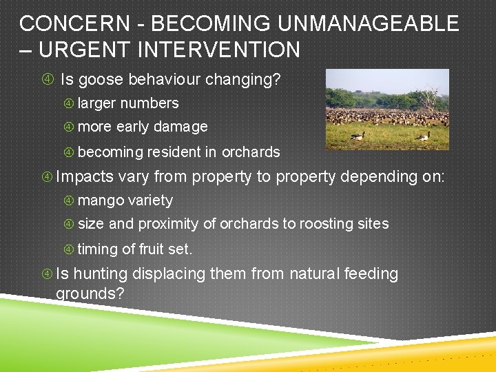 ASSESSING THE IMPACT OF MAGPIE GEESE INTERACTIONS ON