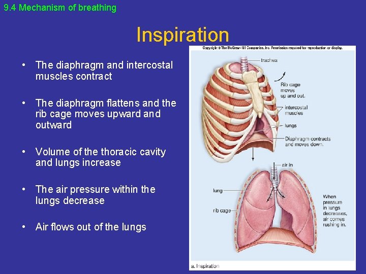Chapter 9 Respiratory System Points to Ponder What