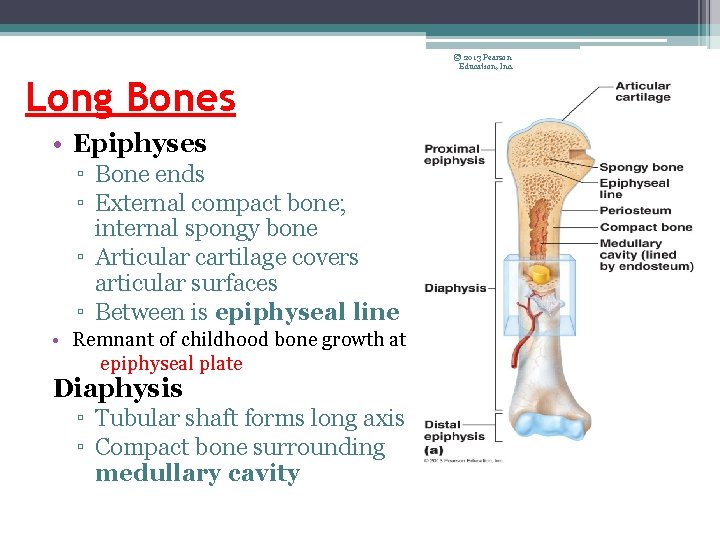 2013 Pearson Education Inc Bones and Skeletal Tissues