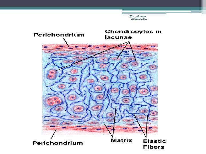 2013 Pearson Education Inc Bones and Skeletal Tissues