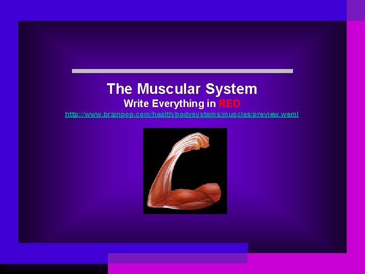 The Muscular System Write Everything in RED http