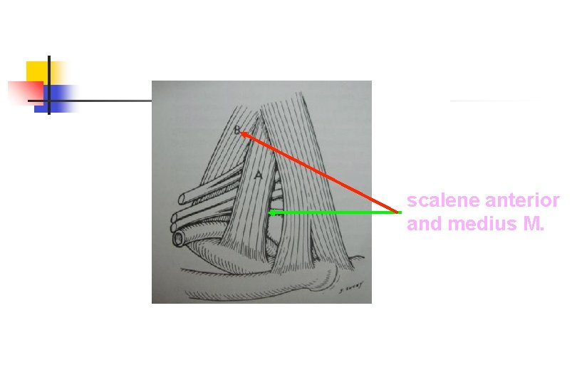 Peripheral Nerve Injury Basar Atalay M D YEDITEPE