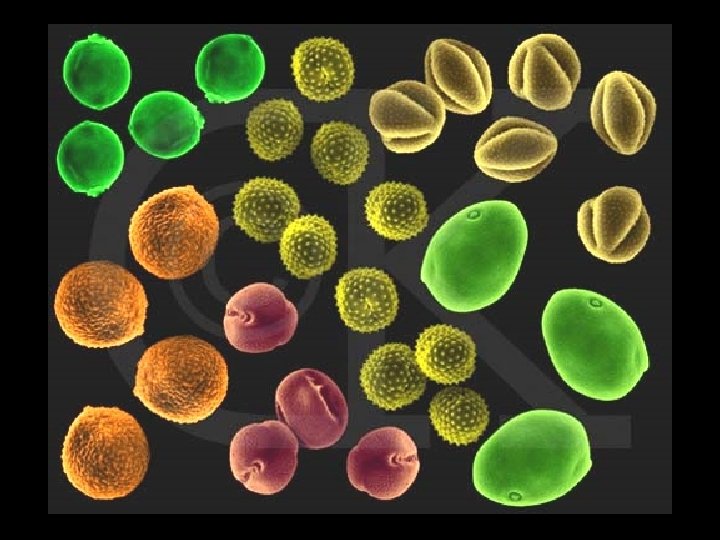 KINGDOM PLANTAE Vascular Plants Phylum Tracheophyta Seeds enclosed