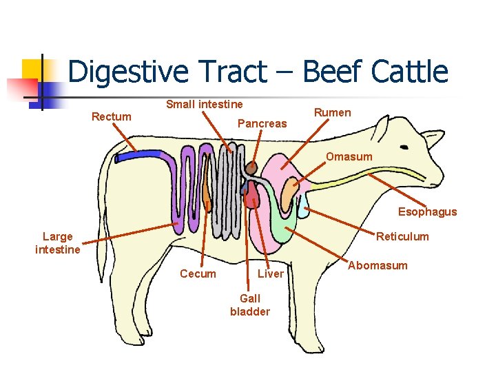Animal Digestion AGR Vet Science Credit The University Animal Digestion AGR Vet Science Credit The University
