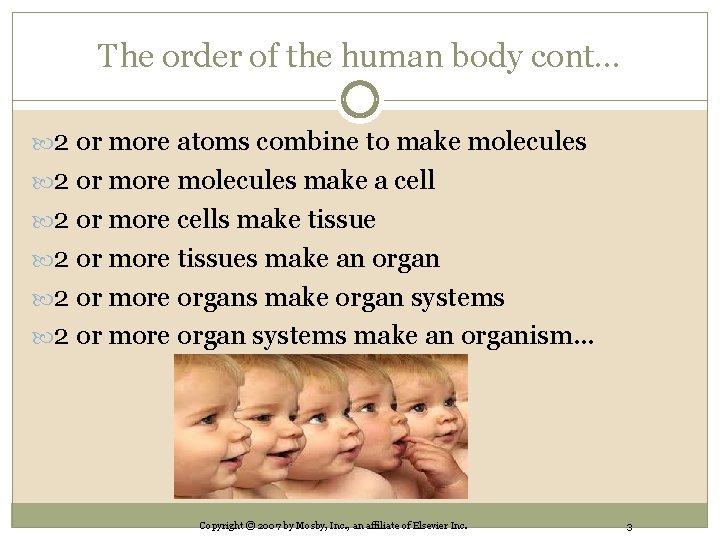 Chapter 2 Body Organization Anatomy is the study