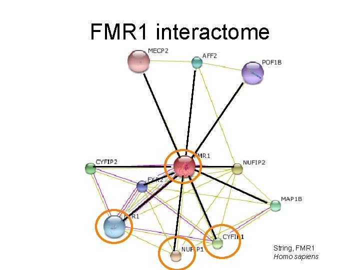 Fragile X and FMR 1 Aime Agather Mental