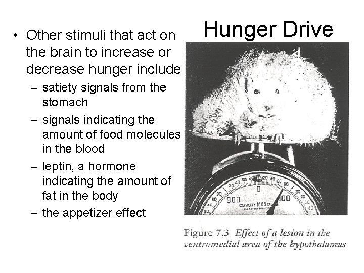 Hunger Do Now Identify correlations between hunger and