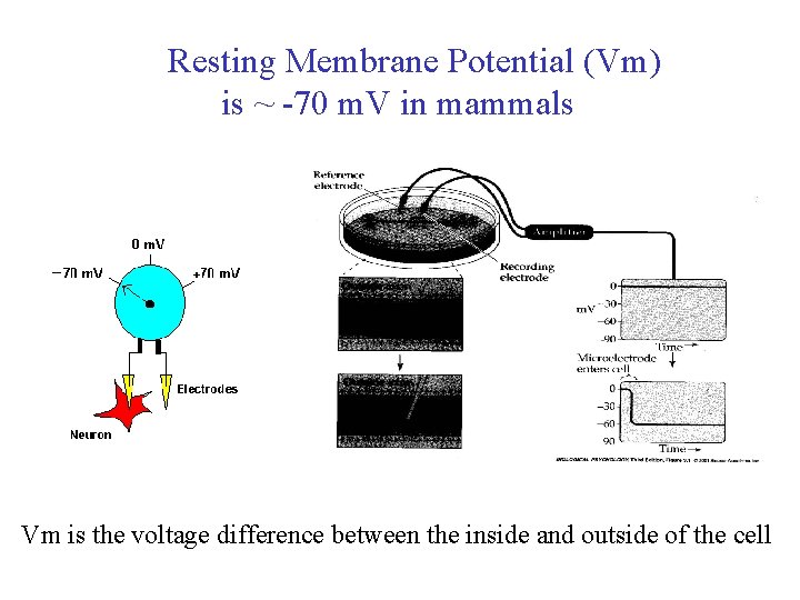 COGNITIVE SCIENCE 17 The Electric Brain Part 1
