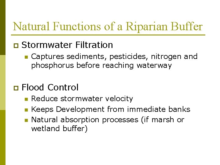 Riparian Buffers And Their Role In Coastal Georgia