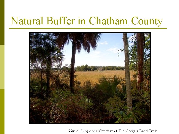 Riparian Buffers And Their Role In Coastal Georgia