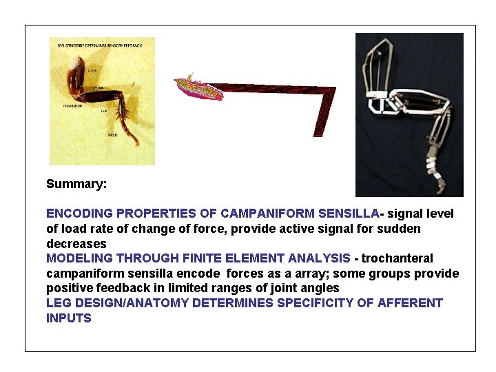 THREE DIMENSIONAL RECONSTRUCTION OF EXOSKELETON BY CONFOCAL MICROSCOPY