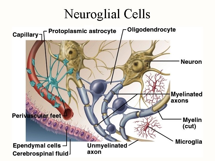 Chapter 13 Nervous Tissue Overview of the nervous