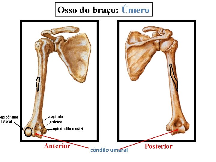 ANATOMIA TOPOGRFICA DOS MEMBROS SUPERIORES AULA 2 Ossos