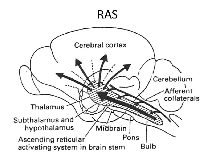 Physiology of Consciousness Dr Taha Sadig Ahmed Physiology