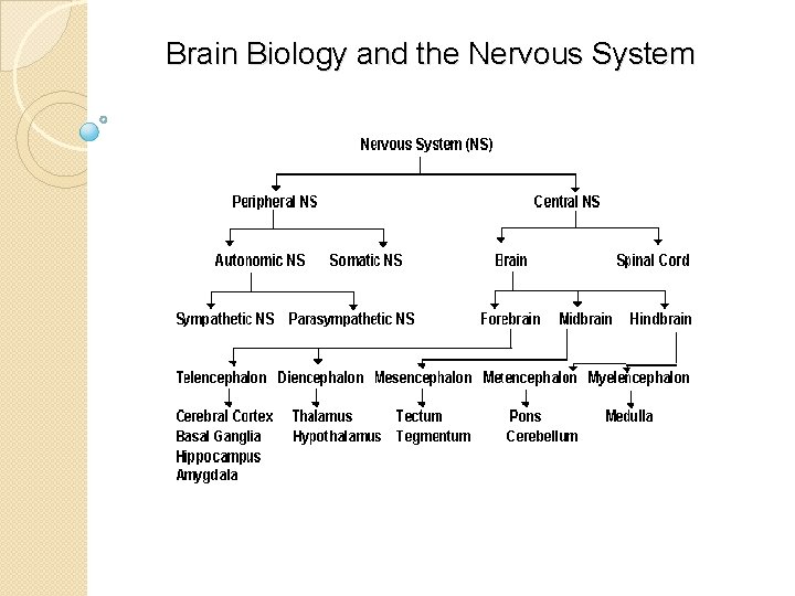 Brain Biology and the Nervous System Da Brain