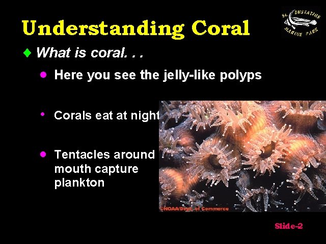 Coral Reefs Understanding Coral What is coral Here