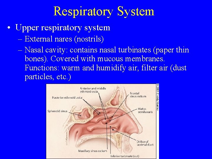 Respiratory System Respiratory System Organs concerned with exchange