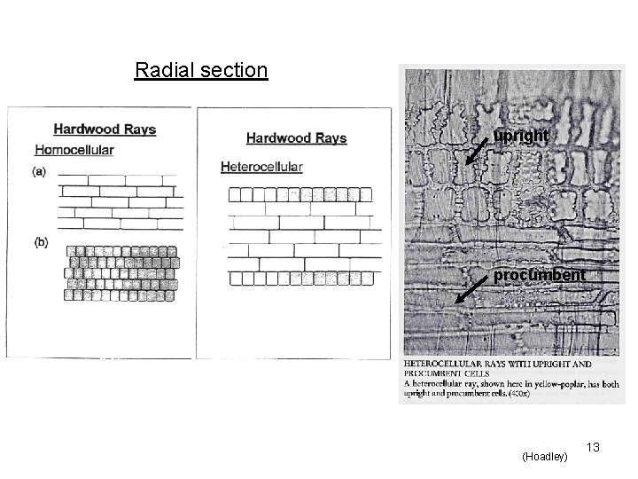 Hardwood Cell Type Longitudinal Parenchyma Always present Small