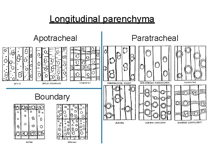 Hardwood Cell Type Longitudinal Parenchyma Always present Small