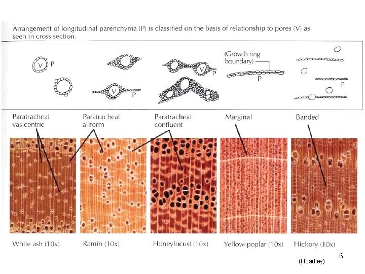 Hardwood Cell Type Longitudinal Parenchyma Always present Small