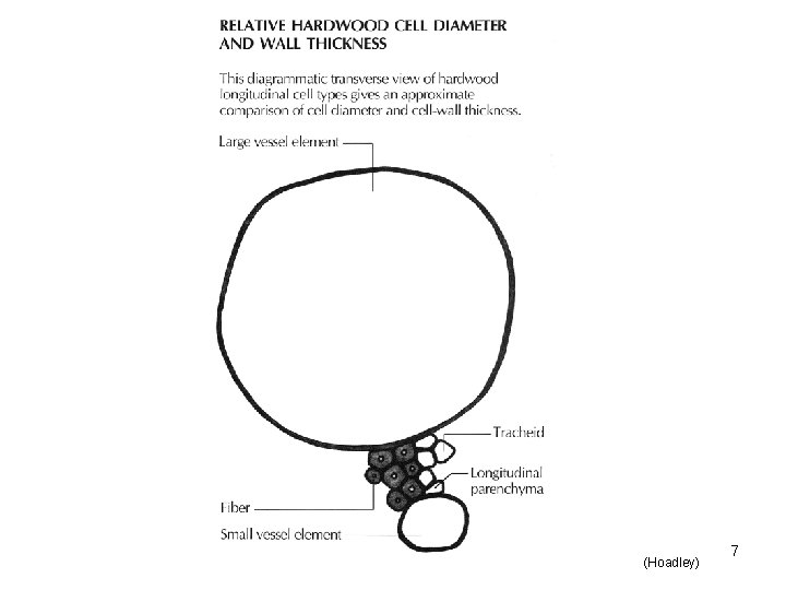 Hardwood Cell Type Longitudinal Parenchyma Always present Small