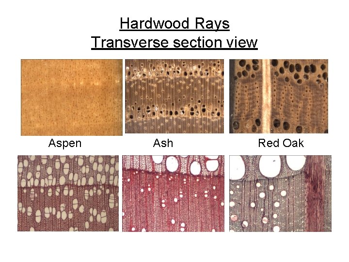 Hardwood Cell Type Longitudinal Parenchyma Always present Small