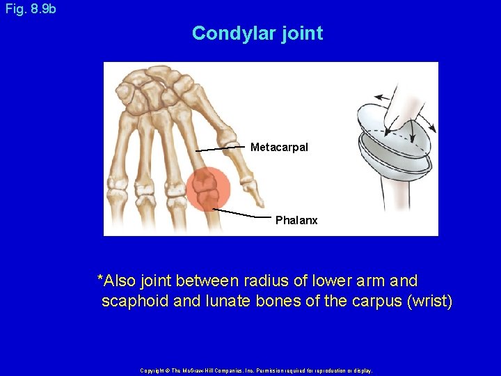 Anatomy and Physiology I Joints Instructor Mary Holman