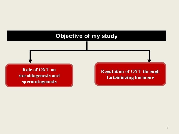 A possible role of Oxytocin on spermatogenesis and