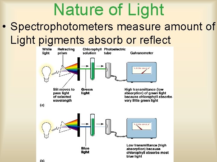 Plants and Photosynthesis Photosynthesis Organisms Autotrophs Self Feeders