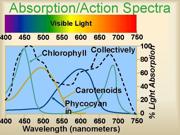 Plants and Photosynthesis Photosynthesis Organisms Autotrophs Self Feeders