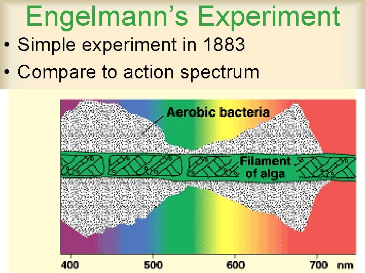 Plants and Photosynthesis Photosynthesis Organisms Autotrophs Self Feeders