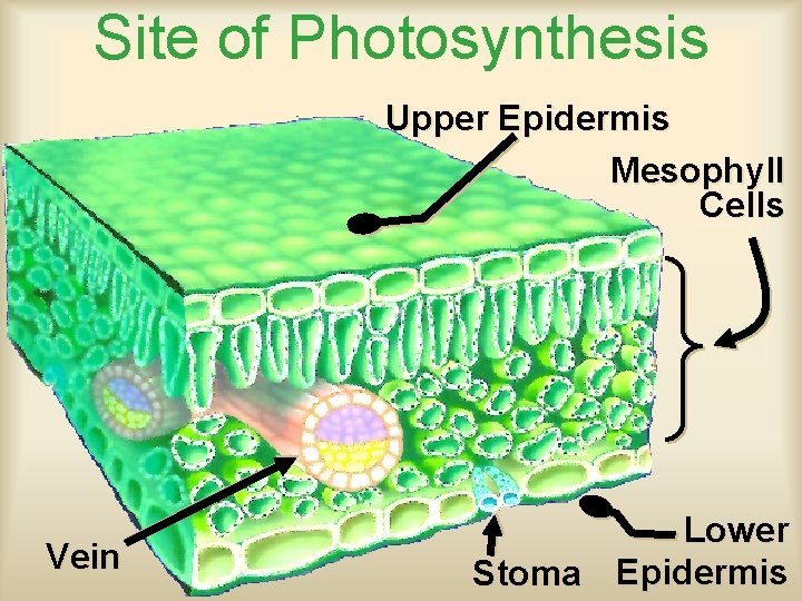 Plants and Photosynthesis Photosynthesis Organisms Autotrophs Self Feeders
