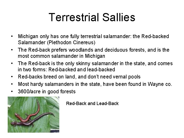 Michigans Herpetofauna Herpetology is the study of Reptiles