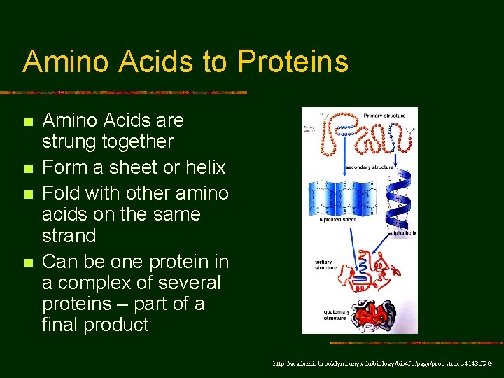 From Gene To Protein Transcription Translation Chapter 8