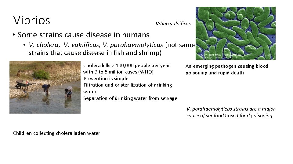 Control of vibrios in ponds and on shrimp