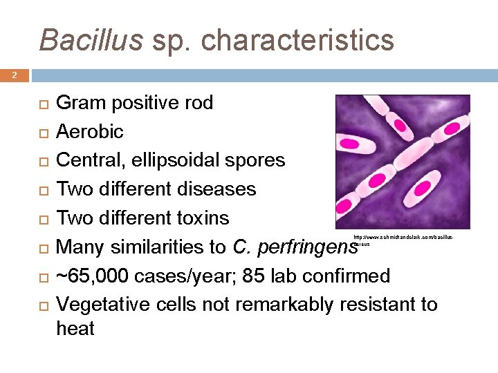Bacillus cereus 1 Bacillus sp characteristics 2 Gram