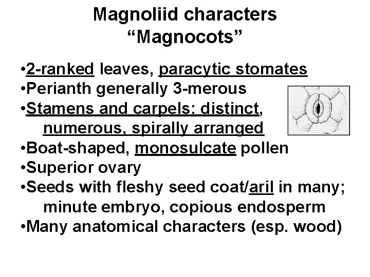 The ANITA grade and the Magnoliid Complex Spring