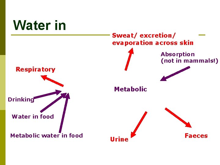 Biology 2672 a Comparative Animal Physiology Water balance