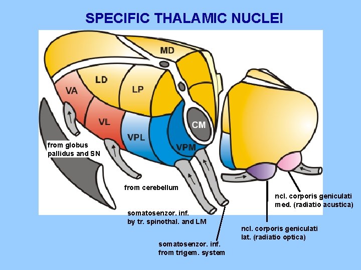 DIENCEPHALON epithalamus metathalamus sulcus hypothalamicus ...